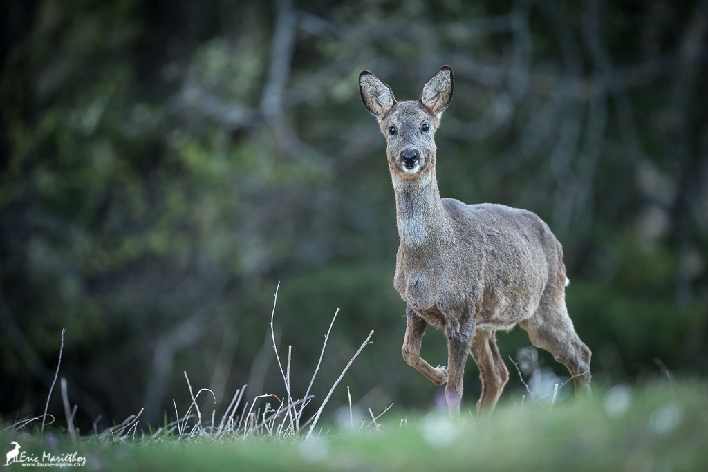 chevrette-1 | www.faune-alpine.ch | Eric Mariéthoz