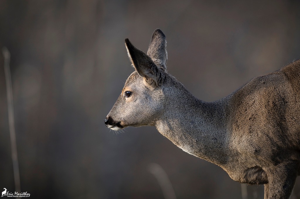 chevrette-502 | www.faune-alpine.ch | Eric Mariéthoz