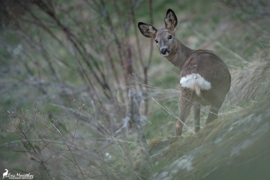 chevrette-6 | www.faune-alpine.ch | Eric Mariéthoz