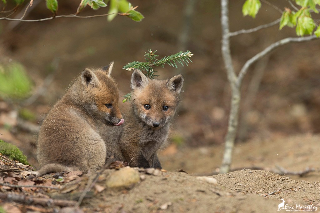 renardeau-986 | www.faune-alpine.ch | Eric Mariéthoz
